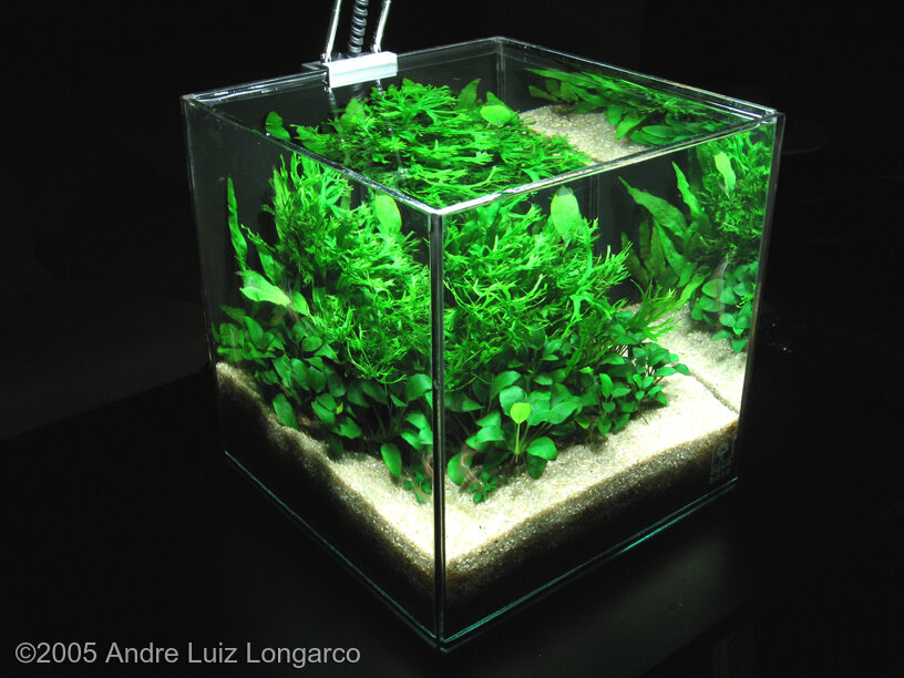 AGA 2005 Aquascaping Contest: #117