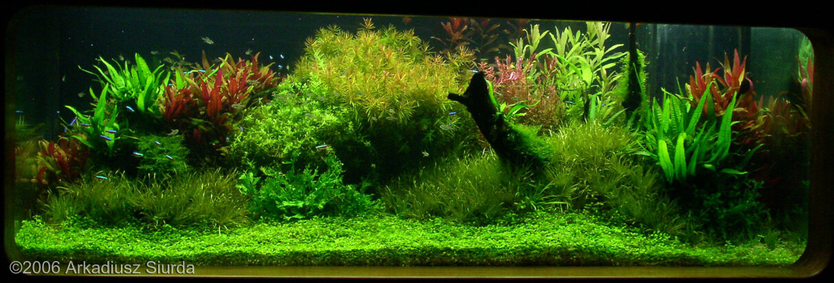 AGA 2006 Aquascaping Contest: #30