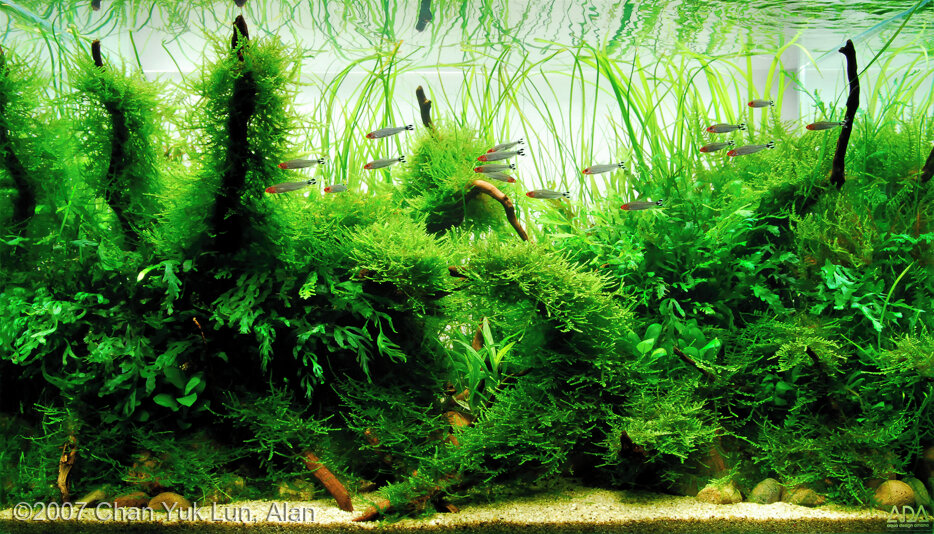 AGA 2007 Aquascaping Contest: #130