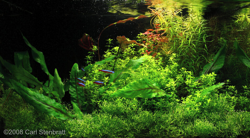 AGA 2008 Aquascaping Contest: #86