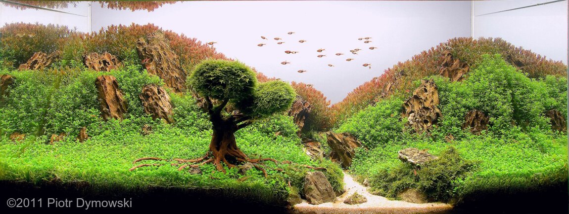 AGA 2011 Aquascaping Contest: #141