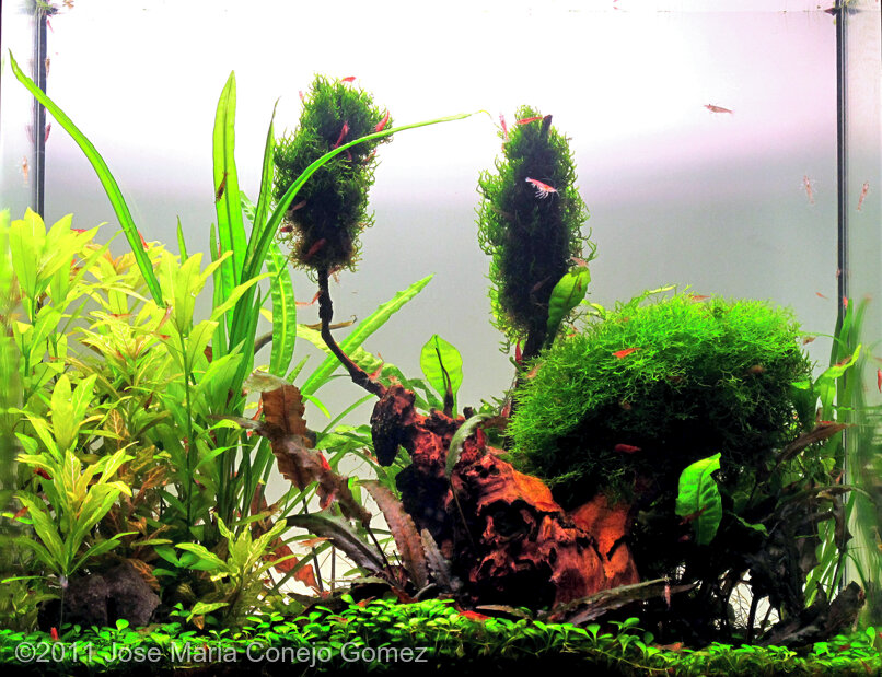 AGA 2011 Aquascaping Contest: #22