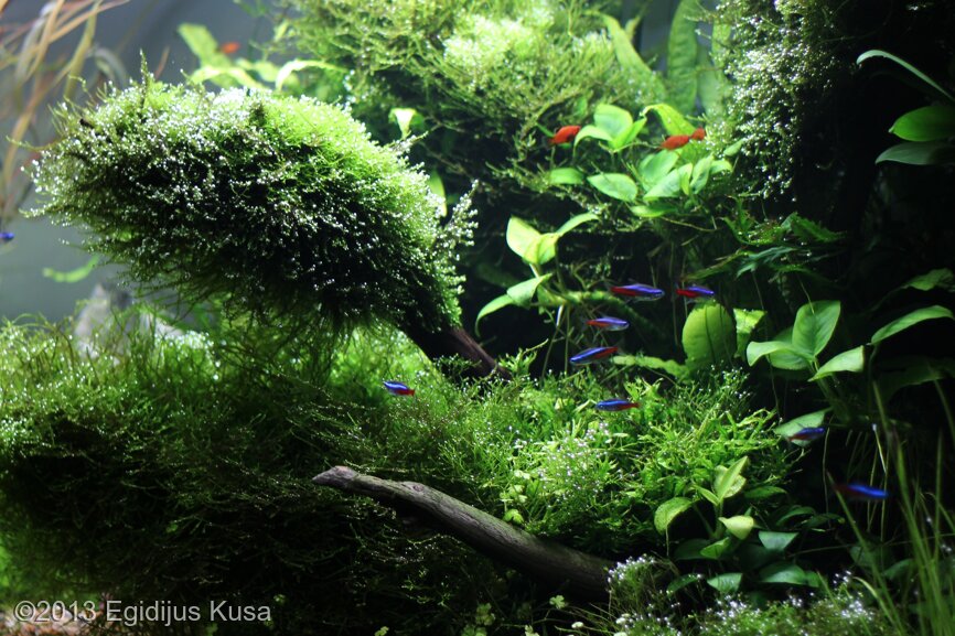Java Moss Aquascape