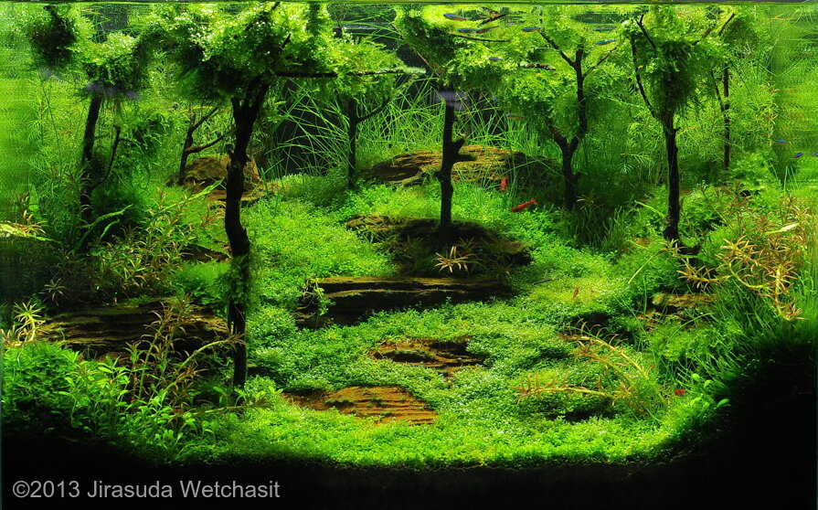 AGA 2013 Aquascaping Contest: #464