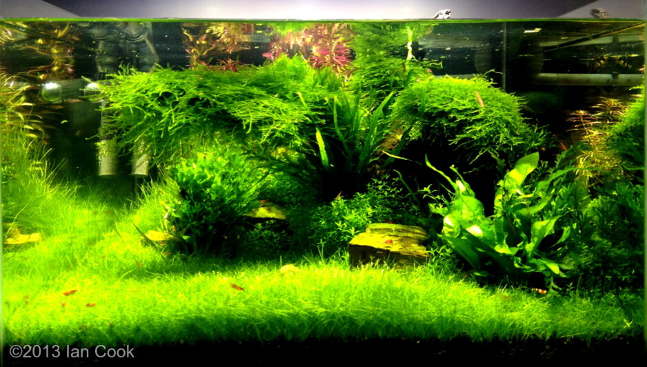 AGA 2013 Aquascaping Contest: #53