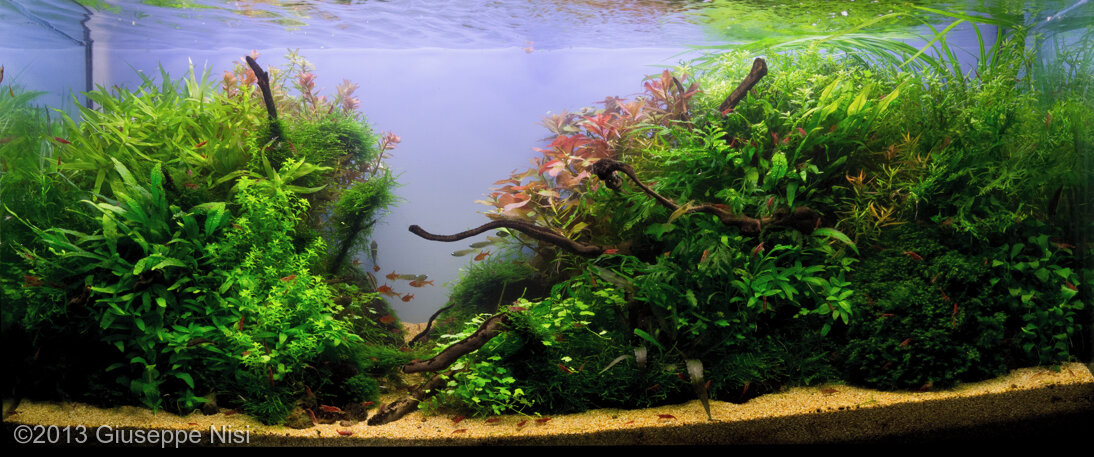 AGA 2013 Aquascaping Contest: #80