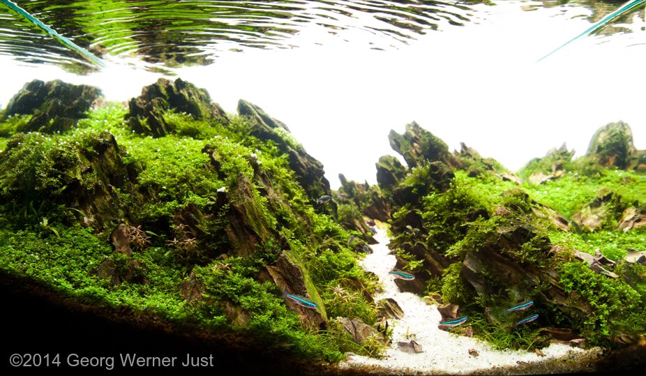 AGA 2014 Aquascaping Contest: #26