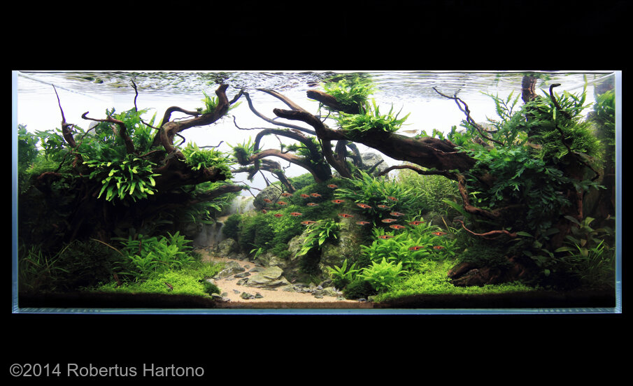 AGA 2014 Aquascaping Contest: #370