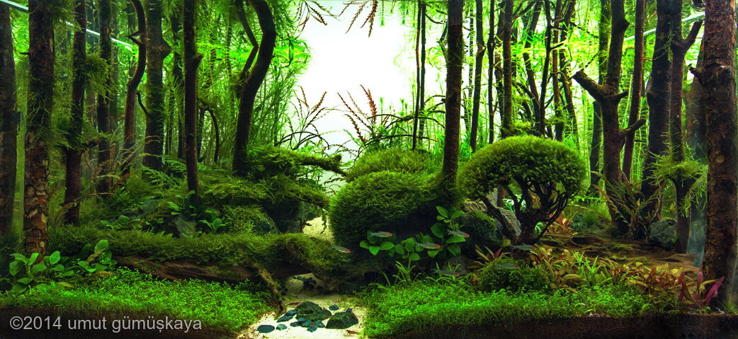 AGA 2014 Aquascaping Contest: #39