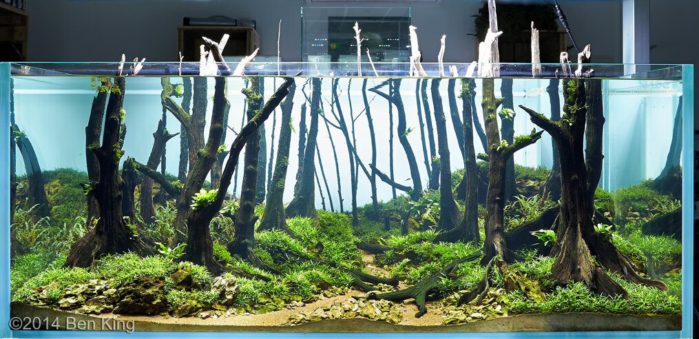 AGA 2014 Aquascaping Contest: #605