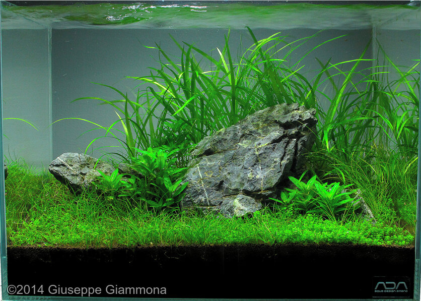 AGA 2014 Aquascaping Contest: #77