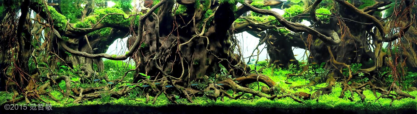AGA 2015 Aquascaping Contest: #253