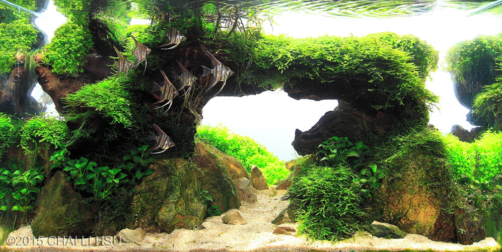 AGA 2015 Aquascaping Contest: #400