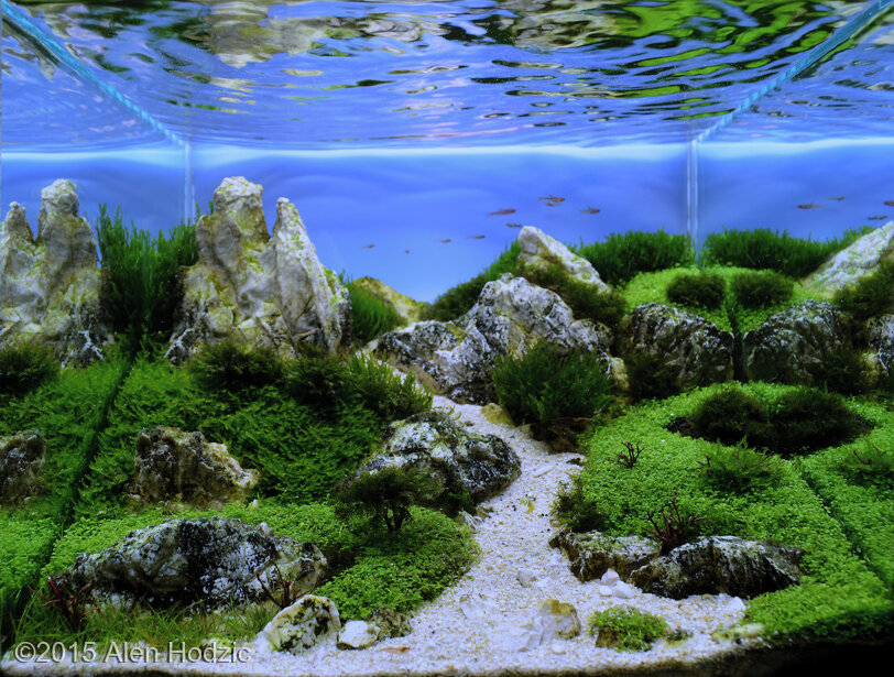 AGA 2015 Aquascaping Contest: #514