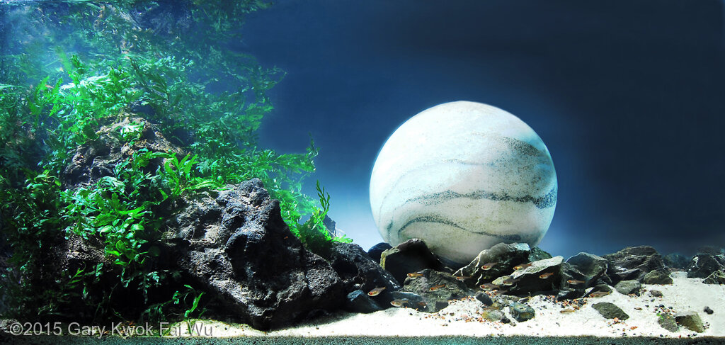 AGA 2015 Aquascaping Contest: #597