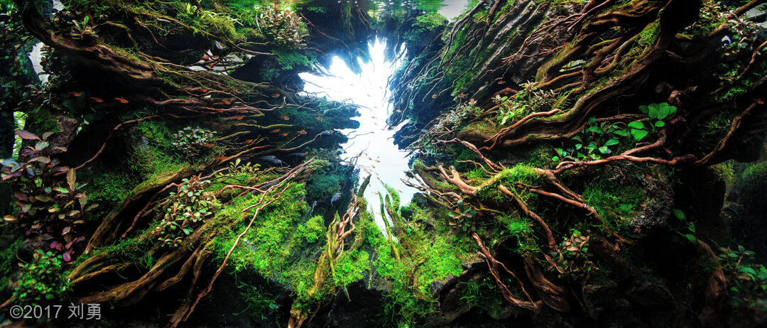 AGA 2017 Aquascaping Contest: #519