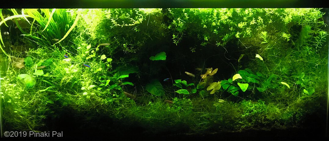 AGA 2019 Aquascaping Contest: #165