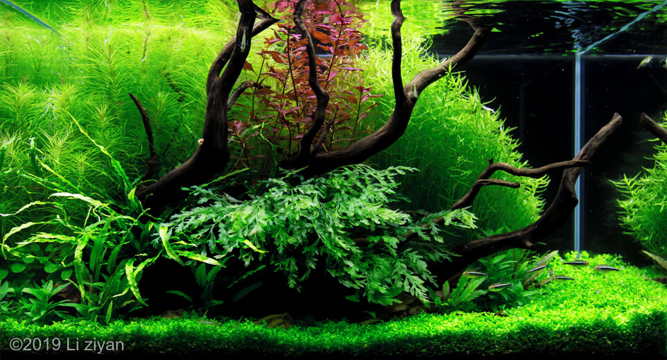 AGA 2019 Aquascaping Contest: #370