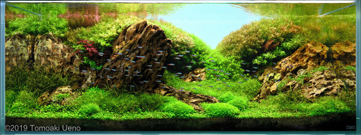 AGA 2019 Aquascaping Contest: #518