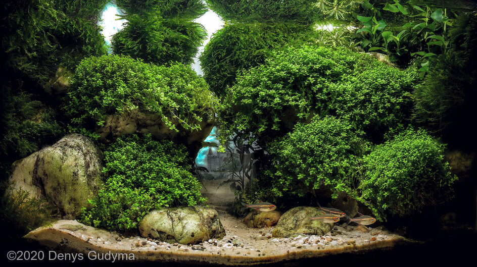 AGA 2020 Aquascaping Contest: #287