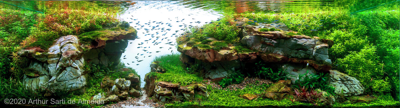 AGA 2020 Aquascaping Contest: #489