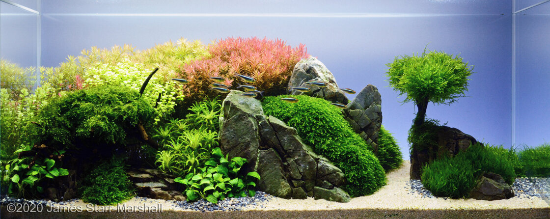 AGA 2020 Aquascaping Contest: #499