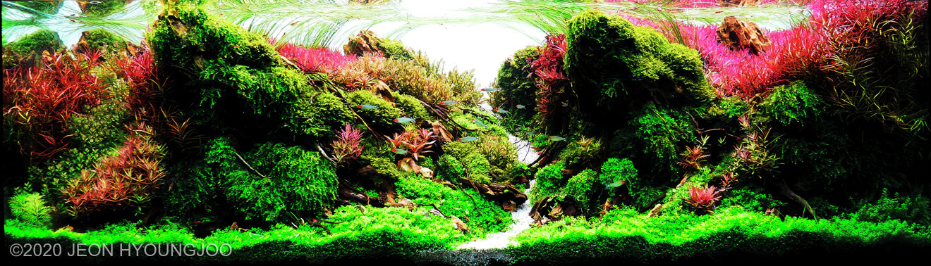 AGA 2020 Aquascaping Contest: #547