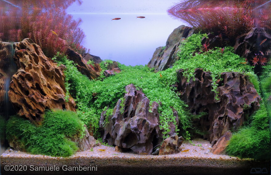 AGA 2020 Aquascaping Contest: #567
