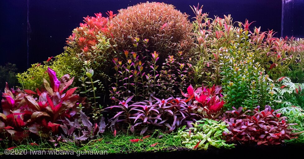 AGA 2020 Aquascaping Contest: #580