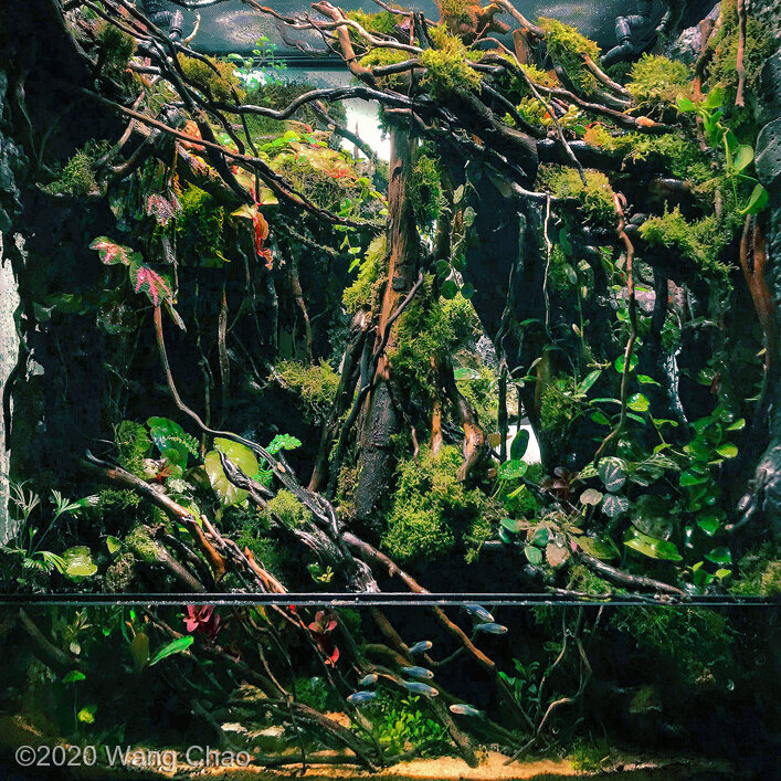 AGA 2020 Aquascaping Contest: #786