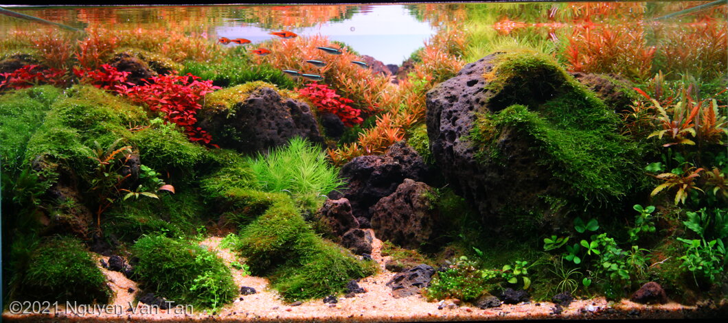 AGA 2021 Aquascaping Contest: #129