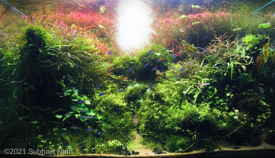 AGA 2021 Aquascaping Contest: #270