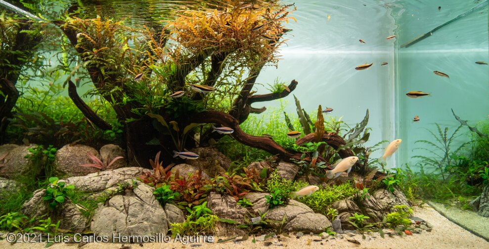 AGA 2021 Aquascaping Contest: #344