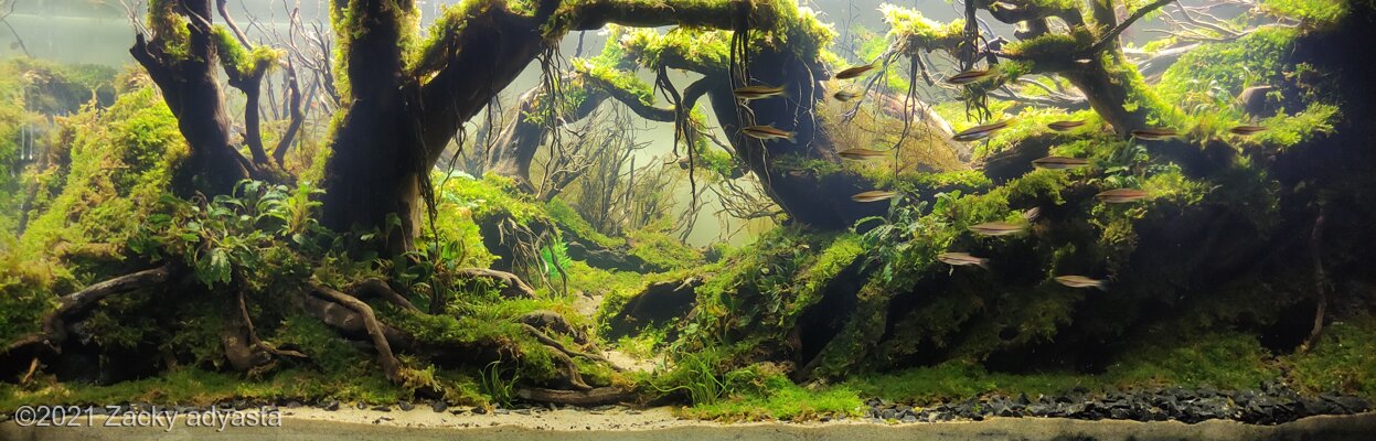 AGA 2021 Aquascaping Contest: #431