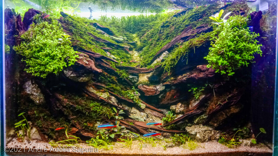 AGA 2021 Aquascaping Contest: #472
