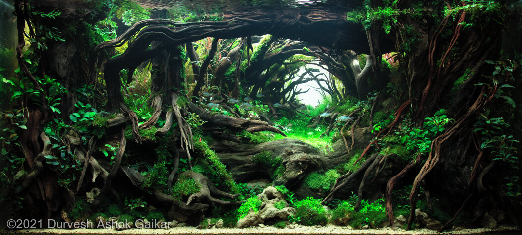 AGA 2021 Aquascaping Contest: #519