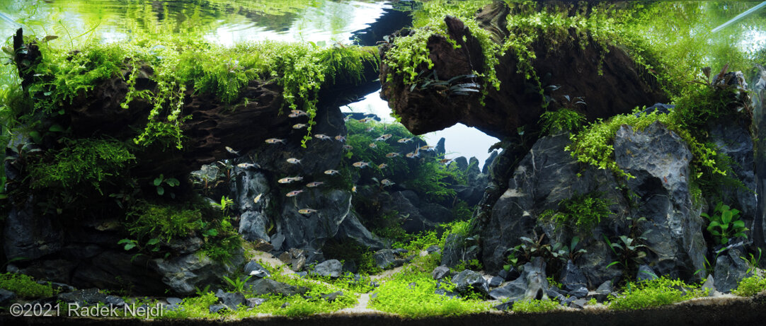 AGA 2021 Aquascaping Contest: #570