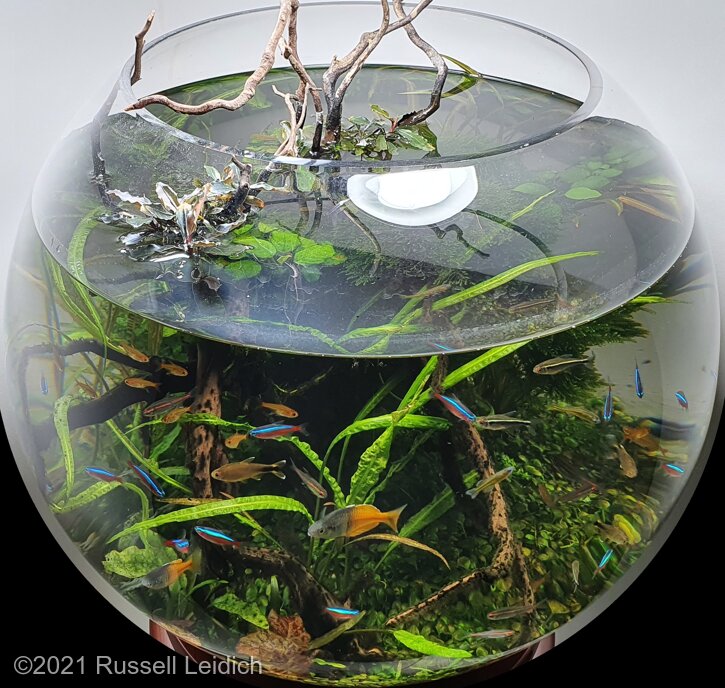 AGA 2021 Aquascaping Contest: #786