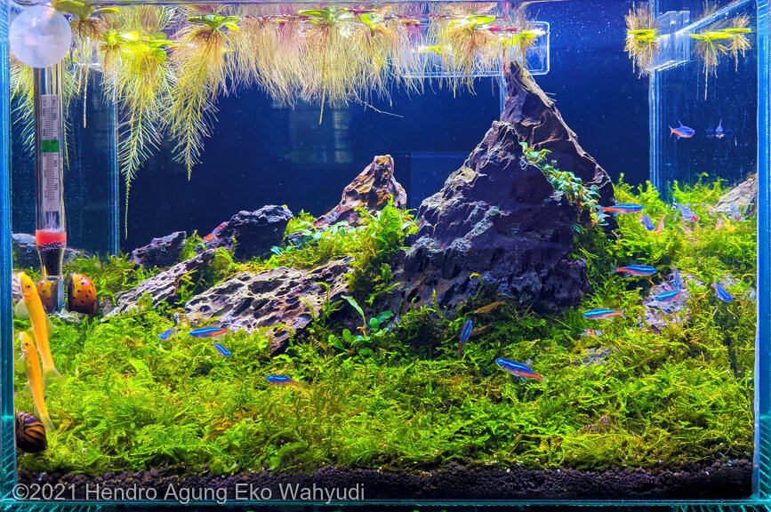AGA 2021 Aquascaping Contest: #946