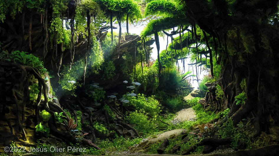 AGA 2022 Aquascaping Contest: #112