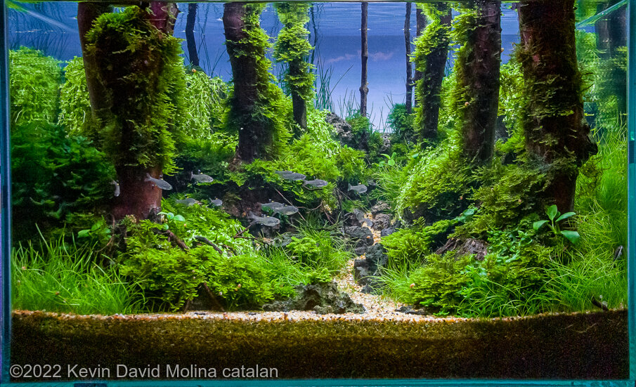 AGA 2022 Aquascaping Contest: #119