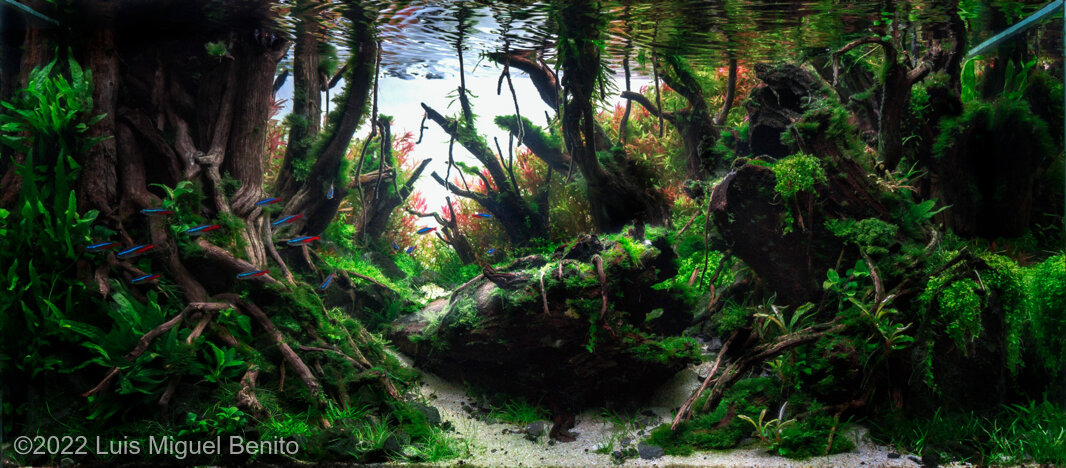 AGA 2022 Aquascaping Contest: #147