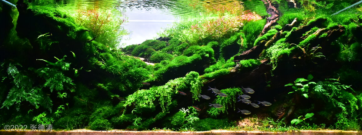 AGA 2022 Aquascaping Contest: #150