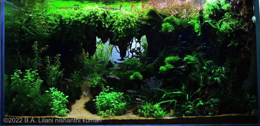 AGA 2022 Aquascaping Contest: #294