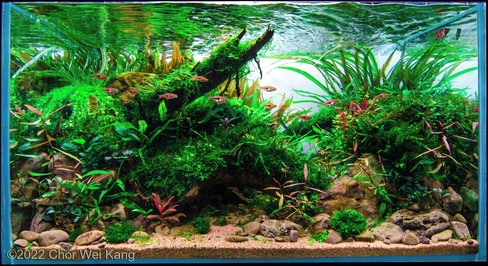 AGA 2022 Aquascaping Contest: #296