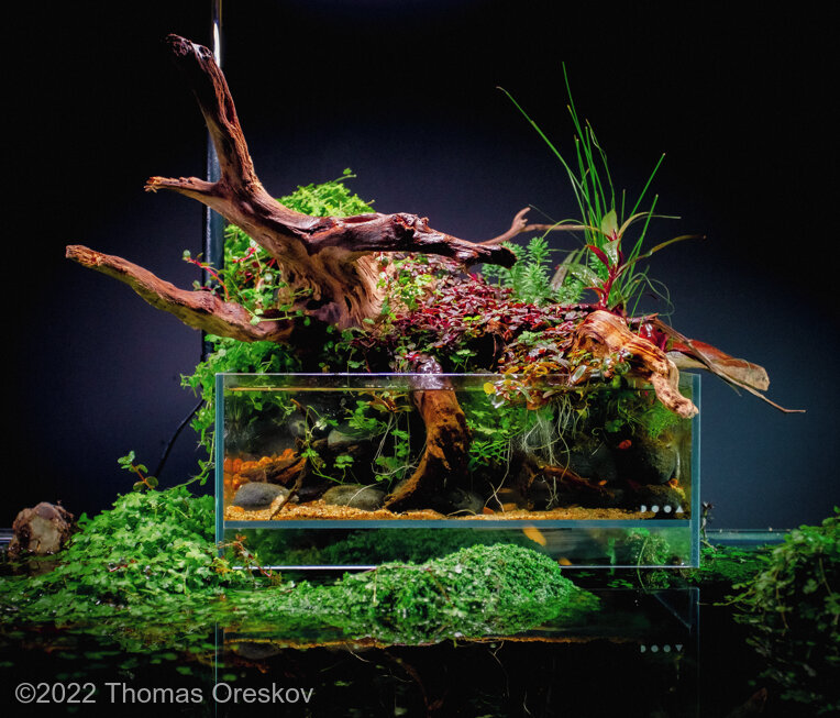 AGA 2022 Aquascaping Contest: #306