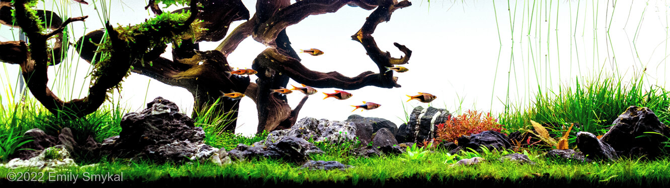 AGA 2022 Aquascaping Contest: #357