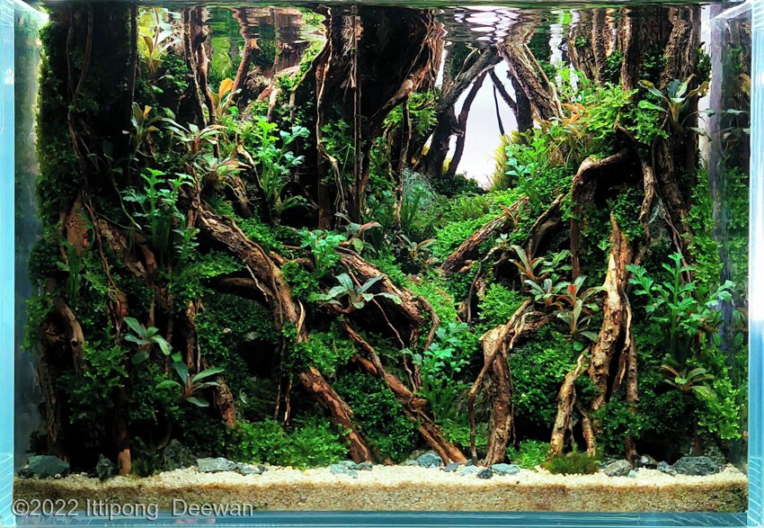 AGA 2022 Aquascaping Contest: #453