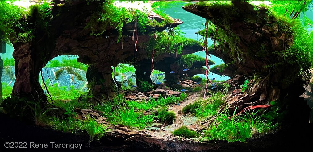 AGA 2022 Aquascaping Contest: #456