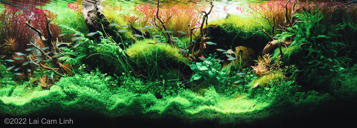 AGA 2022 Aquascaping Contest: #467
